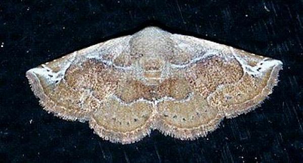 Imagoes of Australian ACONTIINAE
