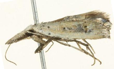 Imagoes of Australian CARPOSINIDAE