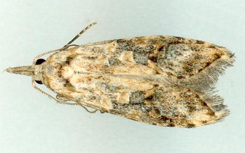 Imagoes of Australian CARPOSINIDAE