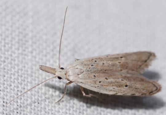 Imagoes of Australian CARPOSINIDAE