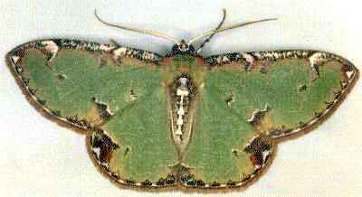Eucyclodes buprestaria