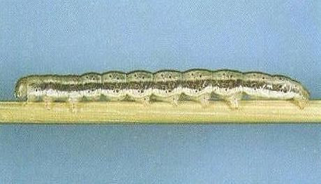 Larvae of Australian HELIOTHINAE