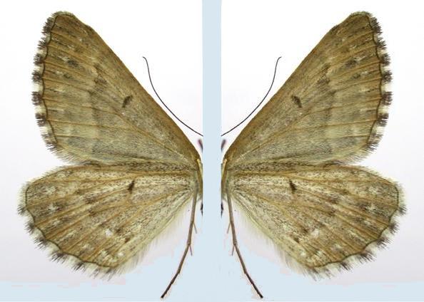 Chrysolarentia nephodes