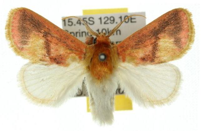 Comana miltochyta