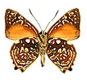 Butterfly undersides of Australian LYCAENIDAE