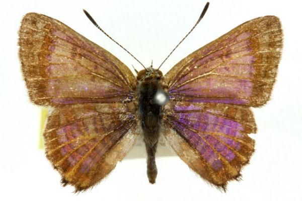 Butterfly undersides of Australian LYCAENIDAE