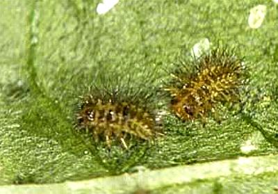 Twenty Eight Spot Ladybird