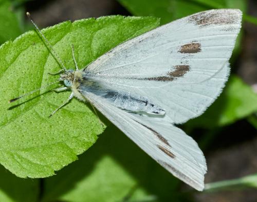 Pieris rapae