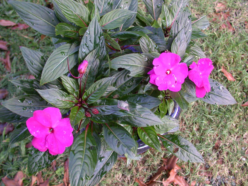 Australian Balsaminaceae