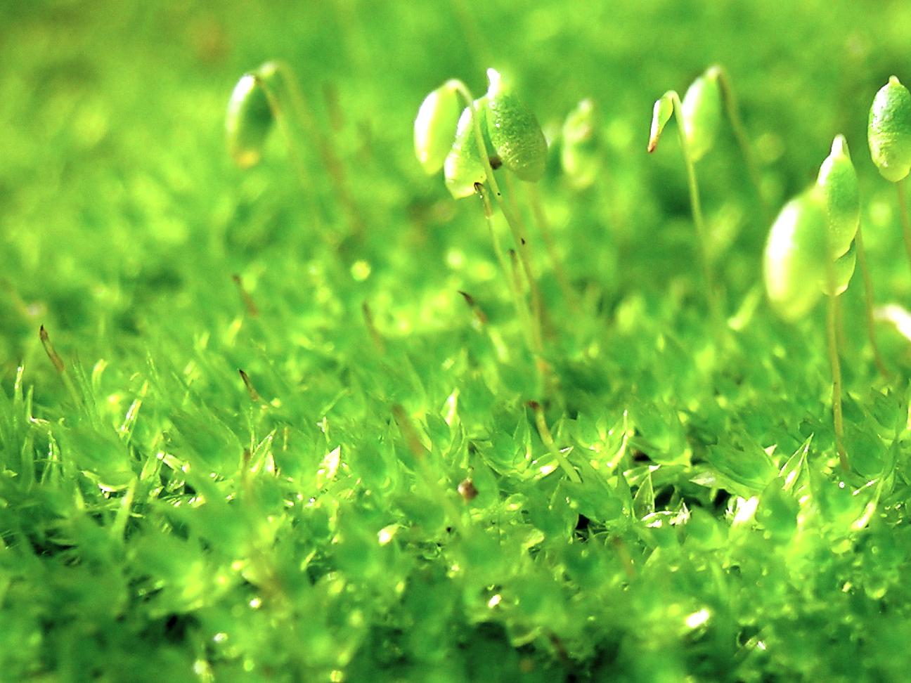 Australian Bryophyta