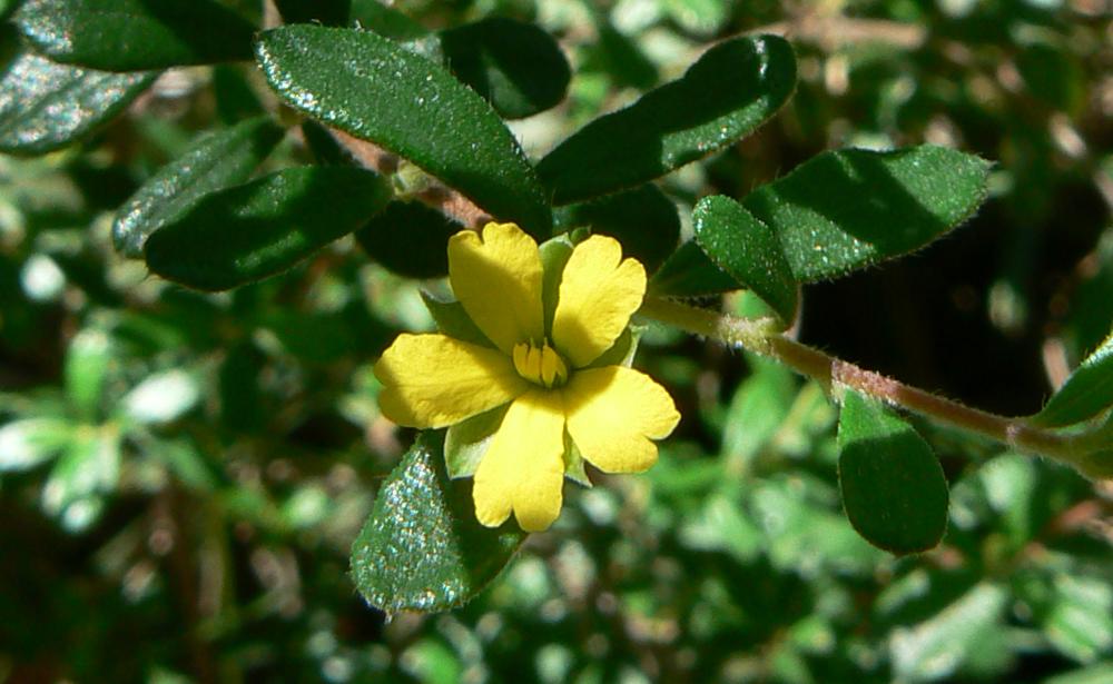 Australian Dilleniaceae