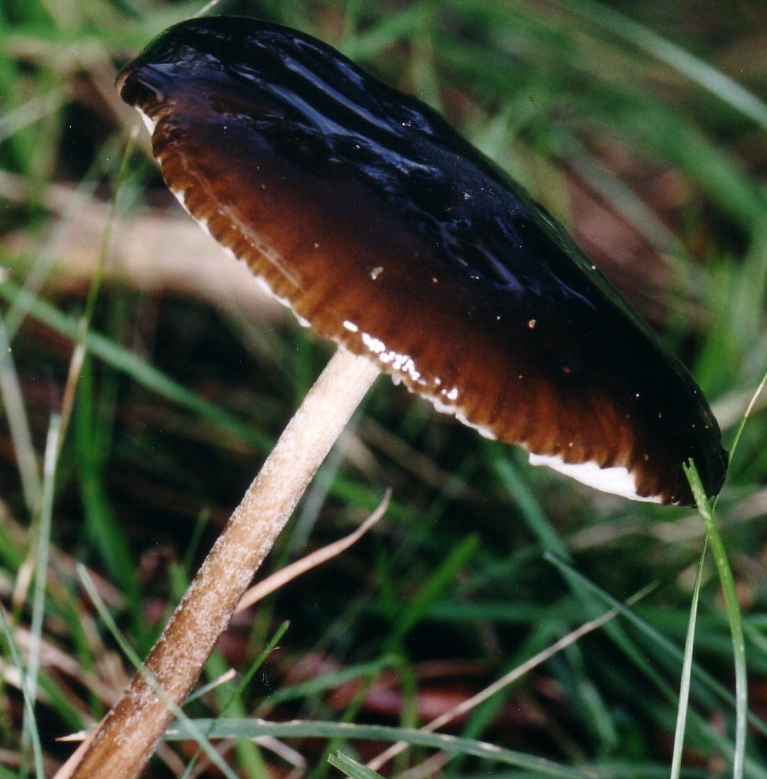 Australian Fungi