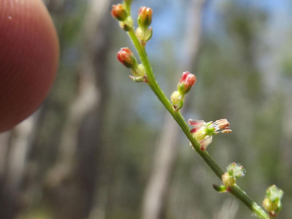 Australian Haloragaceae