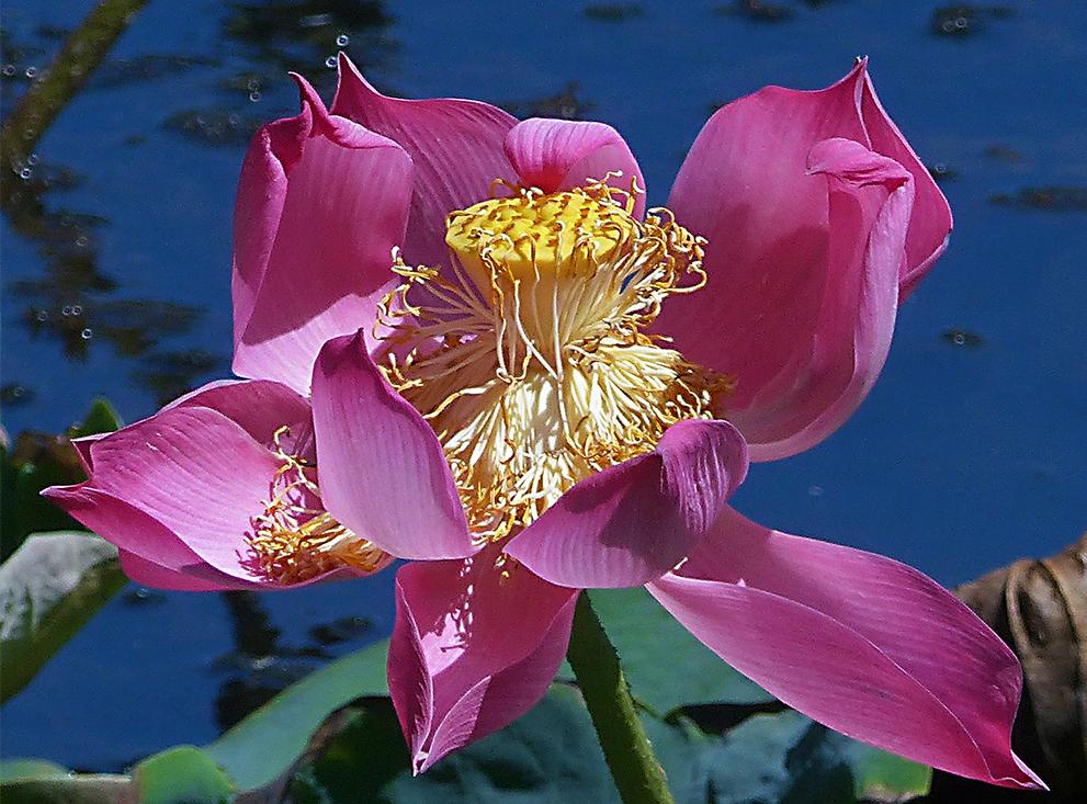 Australian Nymphaeaceae