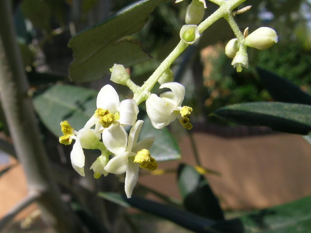 Australian Oleaceae