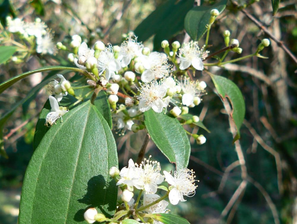 Australian Rhamnaceae