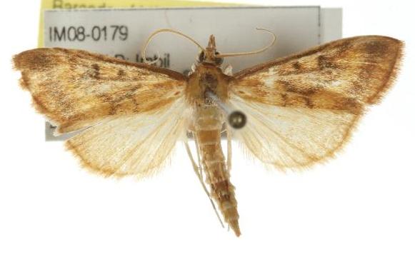 Ostrinia furnacalis