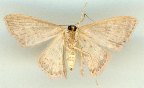 Idaea crinipes