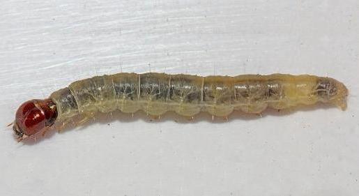 Larvae of Australian TORTRICIDAE