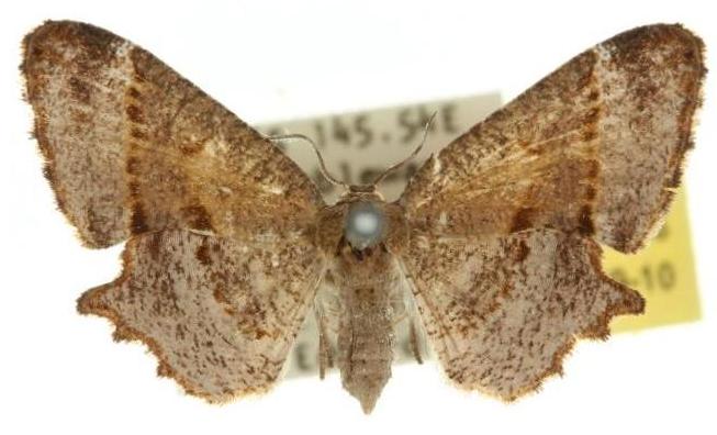 Imagoes of Australian URANIIDAE