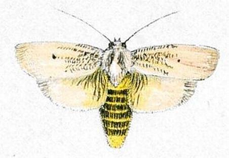 Maroga melanostigma